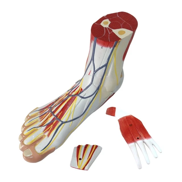 FOOT ANATOMY TEACHING Tool Muscles Blood Vessels Nerves Model ...