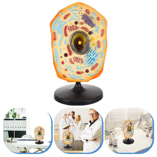 TEACHING ANIMAL CELL Model Anatomy Display Biology Anatomical £62.58 ...