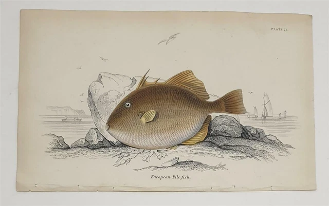 LIZARS EUROPEAN PILE Fish (Original c.1840 Fish Print, Colour Engraving ...