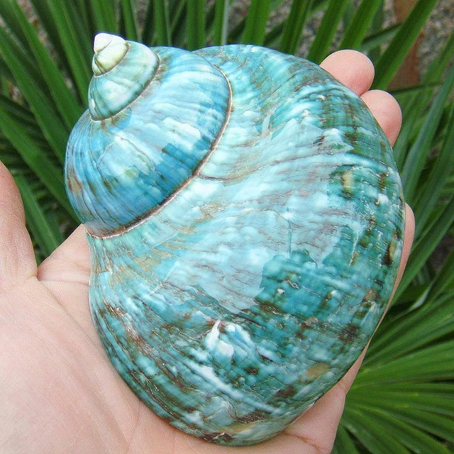 GREEN TURBO NATURAL Rare Real Sea Shell Conch Aquarium Home Decor Sale ...