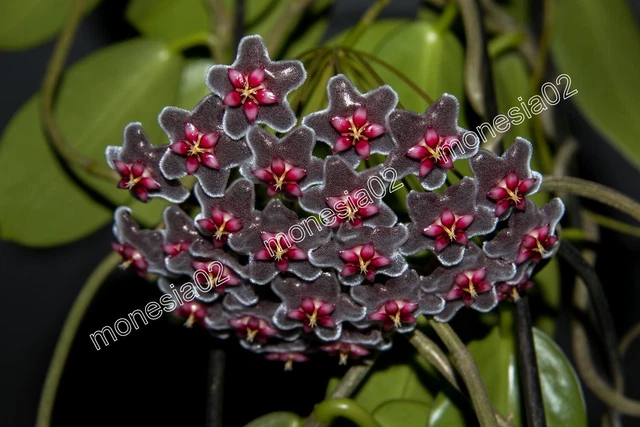 HOYA PUBICOROLLA 1-011 (wild, from Quezon) - absolute Rarität! EUR 20 ...