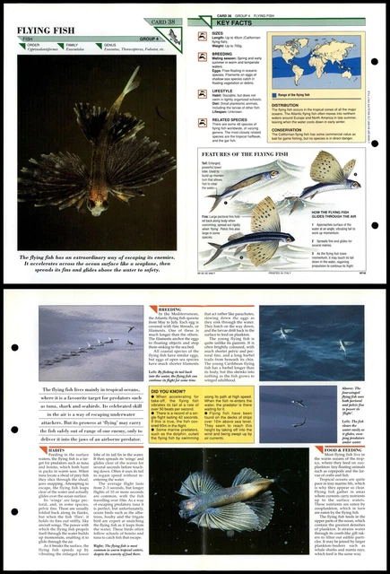 FLYING FISH #38 Fish Wildlife Fact File Fold-Out Card $2.64 - PicClick