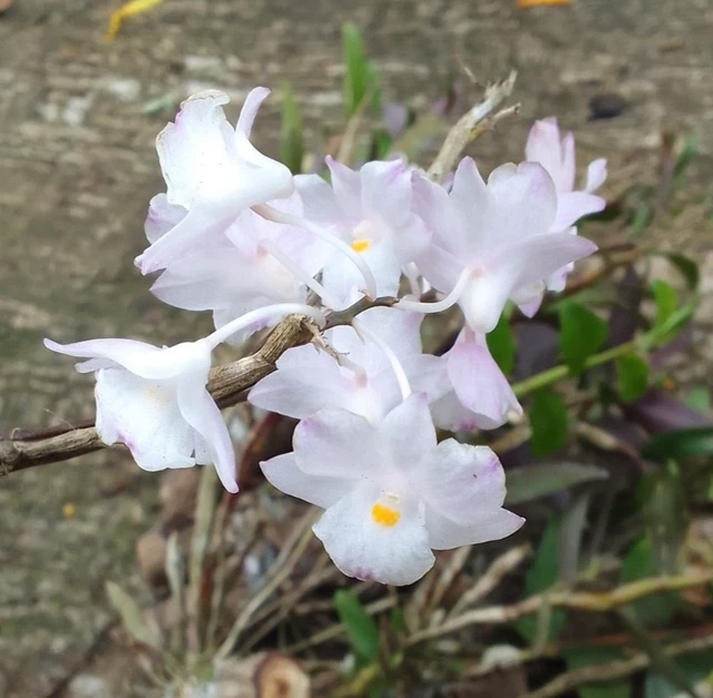 DENDROBIUM MUTABILE, ALSO known as the variable dendrobium, orchid ...