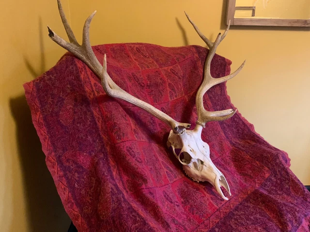 12 POINT RED Deer Stag Antlers, Scotland, Taxidermy, Skull £150.00 ...