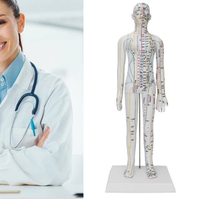 TEACHING ACUPUNCTURE MERIDIANS Model Women Acupuncture Model With Base ...