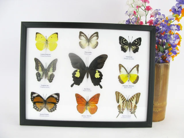 9 TRÈS BEAUX papillons d'élevage soignés dans une vitrine - pièce ...