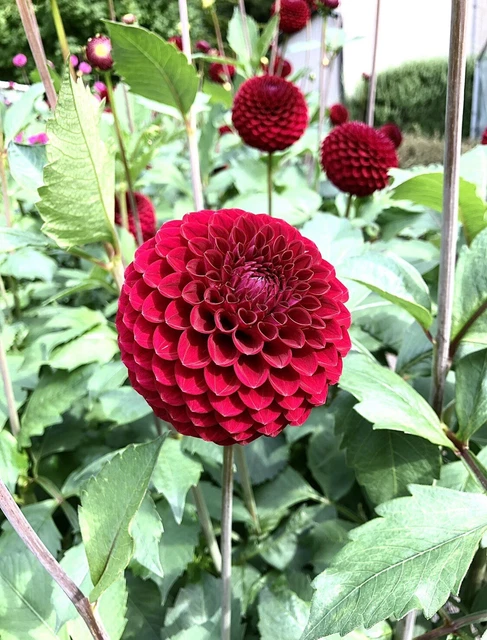 DAHLIA BLYTON RED ACE 3x POT TUBERS £5.92 - PicClick UK