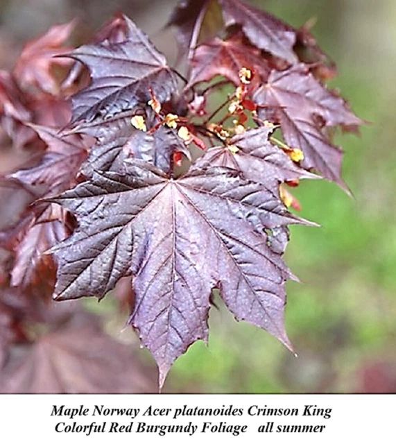 SEED ACER CRIMSON KING NORWAY Maple Platanoides TREE Fresh Seeds Bonzai ...