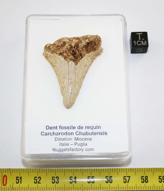 RARE! DENT FOSSIL Shark Carcharodon Chubutensis IN A Box (Italy) $297. ...