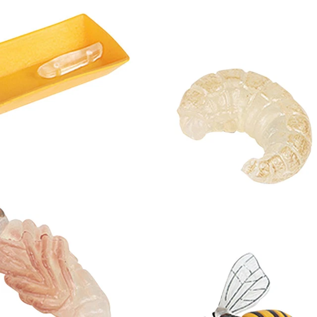 LIFE CYCLE OF Bee Toys Teaching Tools Preschool Role Play Teaching ...
