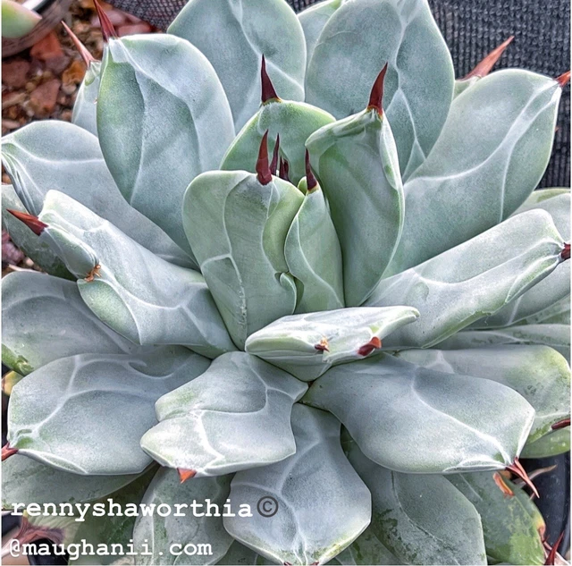 SUCCULENT - AGAVE isthmensis aka parryi truncata ‘Spineless’, Small ...