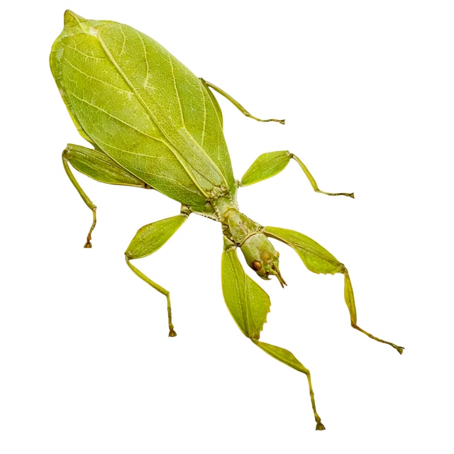 GREEN LEAF INSECT Phyllium tobeloense bhaskarai Indonesian Specimen (F ...