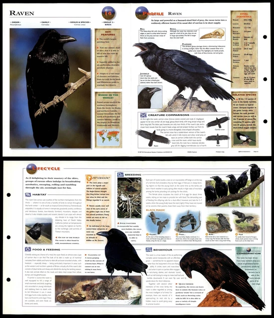 RAVEN #14 BIRDS - Wildlife Explorer Fold-Out Card £2.49 - PicClick UK