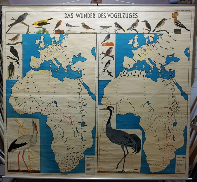 VINTAGE ROLLABLE WALLCHART Miracle of Bird Migration Poster Mural £171. ...