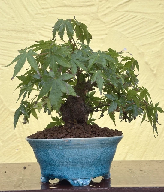JOE BONSAÏ SHOHIN Acer Palmatum " Yamamomiji " Jap.ahorn Superbe Bol ...