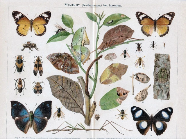 MIMÉTISME CHEZ INSECTES) Chromolithographie 1885/90 Bibliographisches ...