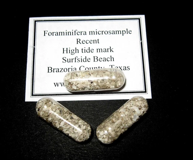 GULF OF MEXICO shell sand microfossils Texas foraminifera molluscs many ...