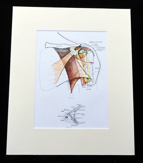 HUMAN ANATOMY MEDICAL Diagram Shoulder Joints Tendons Muscle Antique ... HUMAN ANATOMY MEDICAL Diagram Shoulder Joints Tendons Muscle Antique ...