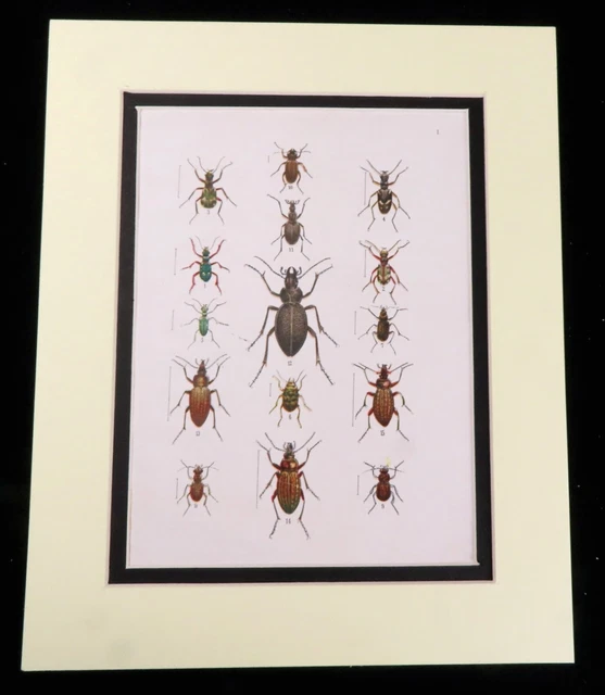 RARE INSECT BUG Beetle Taxidermy Coleoptera Entomology Nature Antique ...
