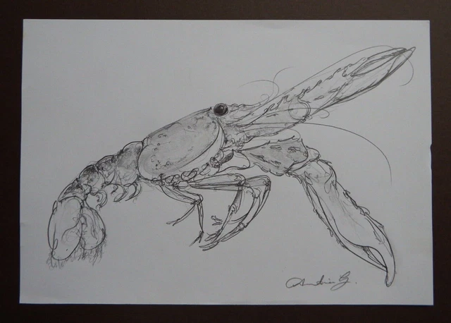 ORIGINAL EXPRESSIVE PENCIL drawing sketch of a Langoustine £29.99 ...