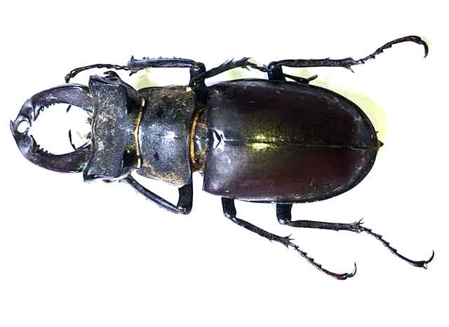 INSECT - LUCANIDAE Lucanus cervus Male Stag Beetle -France - 55mm ...