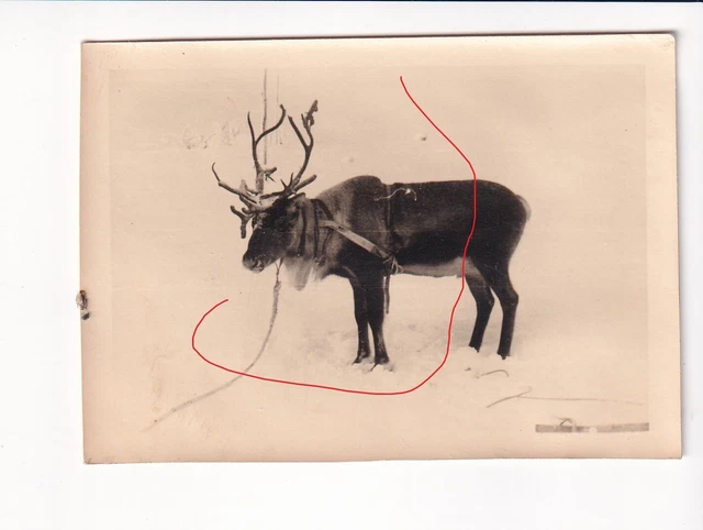 WW2 FOTO ELITESOLDATEN TK Nord Finnland Nördlicher Hirsch EUR 9,99 ...