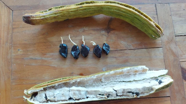 INGA EDULIS 10+ SEEDS Ice Cream Bean TREE heavy bearer + nitrogen fixer ...