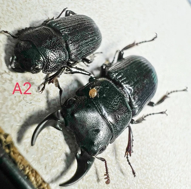 CERAMBYCIDAE LUCANIDAE COLEOPTERA Beetles Lucanus Dorcus Aegus Sp ...