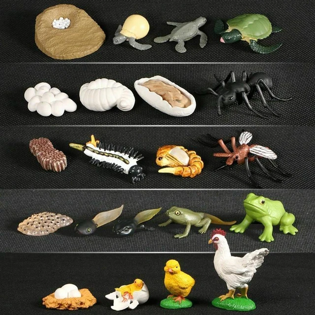 TOY GROWTH CYCLE Life Cycle Model Set Frog Ant Mosquito Gift Figure ...