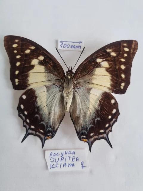 Schmetterlinge, Insekten, Welt der Tiere, Sammeln & Seltenes - PicClick DE