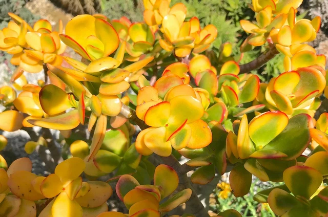 GOLDEN JADE HUMMELS Sunset Crassula Ovata Argentea Huge 5+" Branched ...