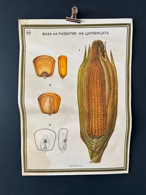 CORN BOTANICAL POSTER 1970's University Learning Educational Poster ...