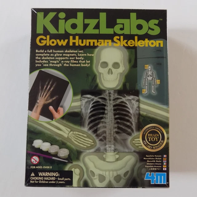NEW GLOW HUMAN Skeleton Kit by KidzLabs Build a Full Human Skeleton £12 ...