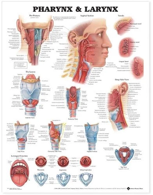 PHARYNX AND LARYNX Anatomical Chart - Paper Unmounted by Chart Company ...