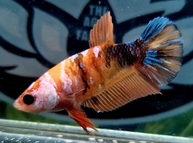 *CHAMPION BRED* FEMALE Hmpk Siamese Fighting Fish / Betta Fish TS15 £18 ...