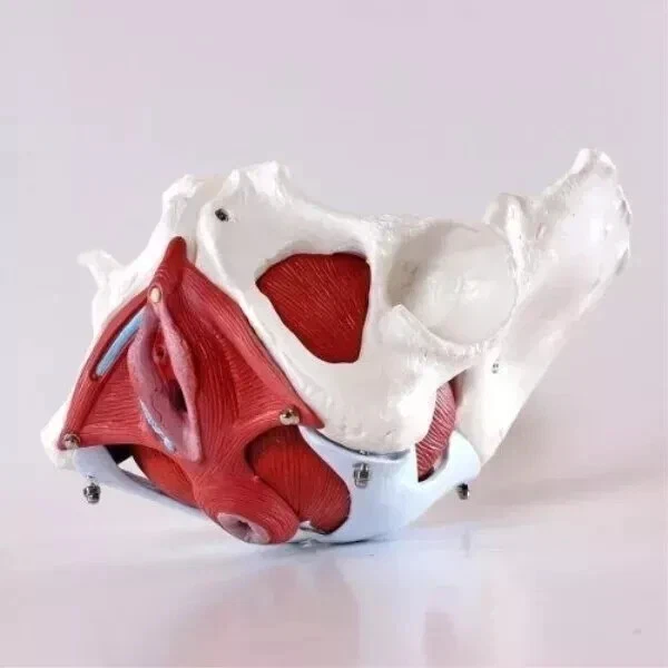 MEDICAL ANATOMICAL FEMALE Pelvis Model with Removable Organs 6-part ...