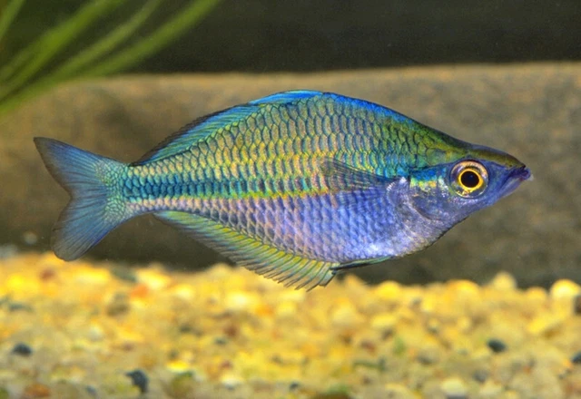 6 X LAKE Kutubu Rainbowfish | Melanotaenia Lacustris | Turquoise ...