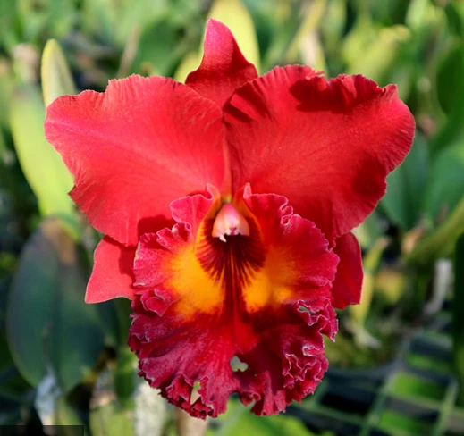 RARE RLC/ CATTLEYA Sun Bloom orchid plant FS not in bloom £28.00 ...