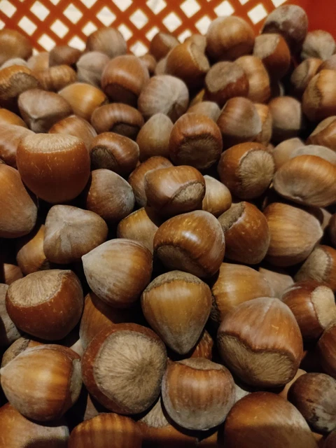 HASELNÜSSE 2025 AUS Thüringen...10 kg Bio!!! zu verkaufen. EUR 60,00 ...