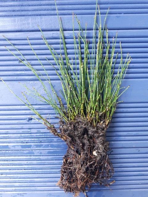 2 X DWARF horsetail equisetum scirpoides Marginal Plant Pond Plant Bog ...