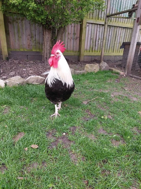 12 X BEAUTIFUL Silver Dorking Hatching Eggs Category One Rare Breed ...