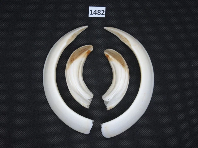 WILD BOAR TEETH (no. 1482), trophy, taxidermy, tooth £38.40 - PicClick UK