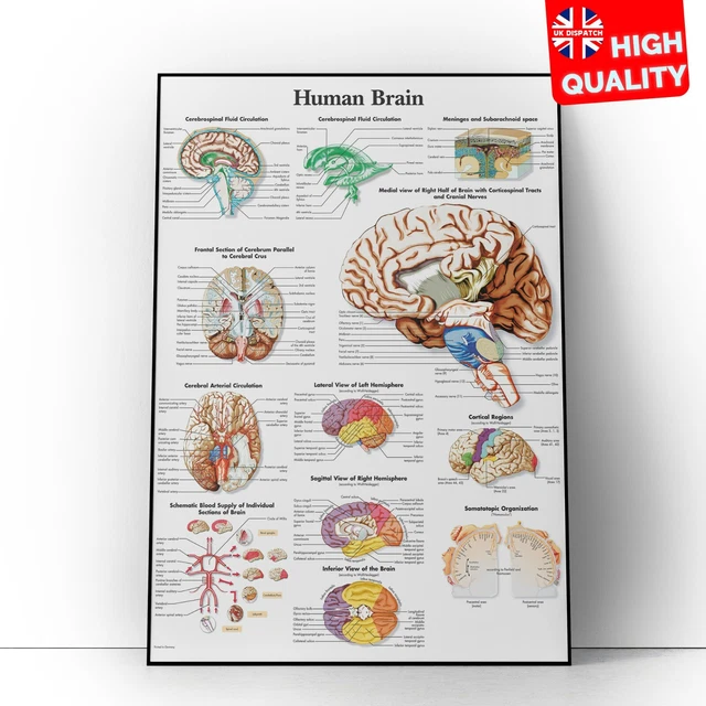 EDUCATIONAL ANATOMY THE Human Brain School College Medical Poster #2 A4 ...
