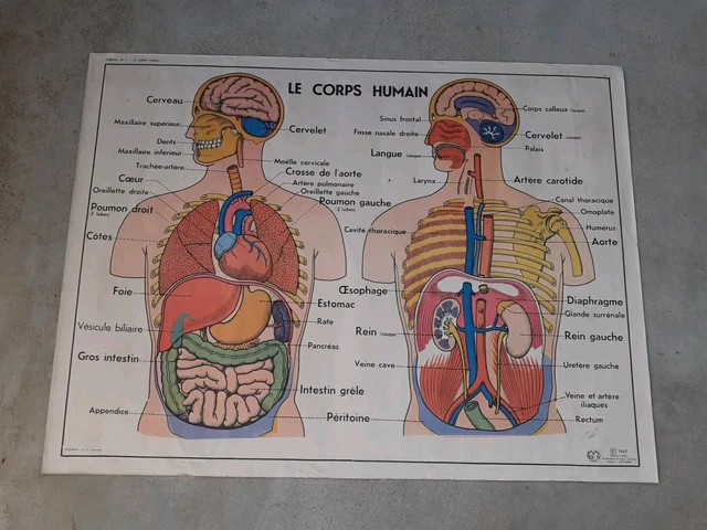 AFFICHE SCOLAIRE MDI N° 1-2 Le Corps Humain Et Les Muscles EUR 50,00 ...