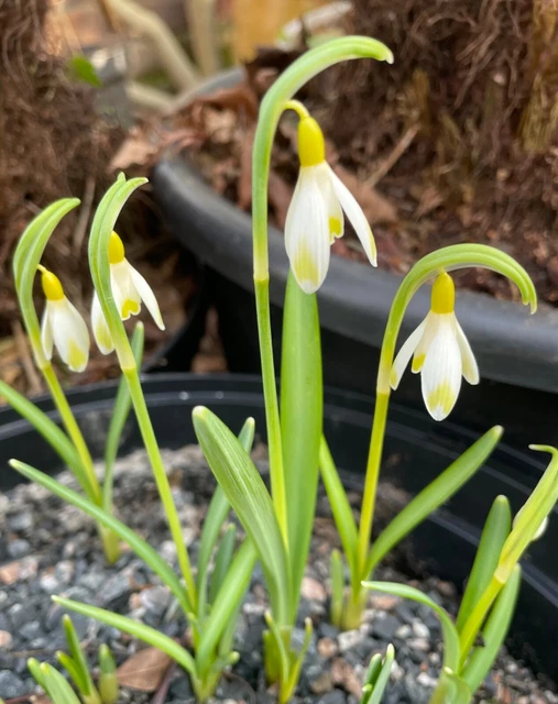 GALANTHUS, SNOWDROPS ECUSSON d ‘ Or -one flowering size bulb £1.04 ...