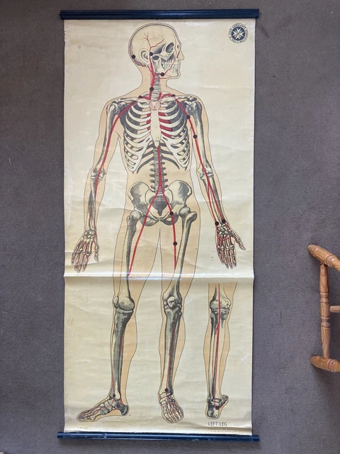 VINTAGE MEDICAL POSTER “Skeleton” St John Ambulance. £100.00 - PicClick UK