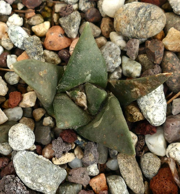ARIOCARPUS RETUSUS X trigonus HYBRID (seedling) BF5 EUR 10,00 - PicClick FR