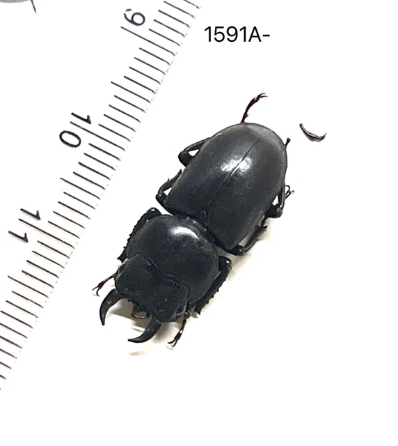 LUCANIDAE DORCUS COLEOPTERA beetles dynastes Lucanus d.davidis rare NE ...
