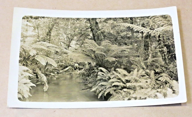 ANTIQUE USED POSTCARD 1914 Australian Fern Gully Real Photo $5.00 ...