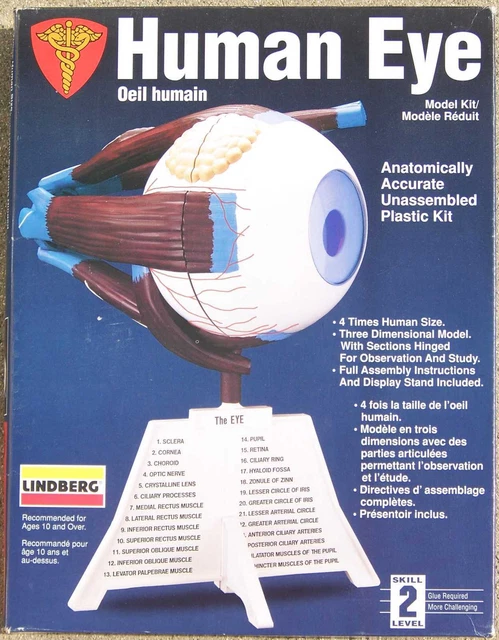 LINDBERG HUMAN EYE Oeil Humain 4X scale Anatomically Accurate Model Kit ...